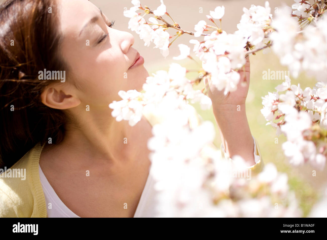 Japanese young woman smelling cherry blossom Stock Photo - Alamy