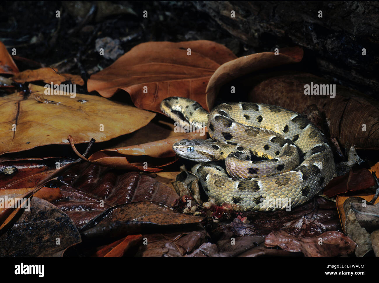 Fer de lance (Bothrops atrox Stock Photo - Alamy