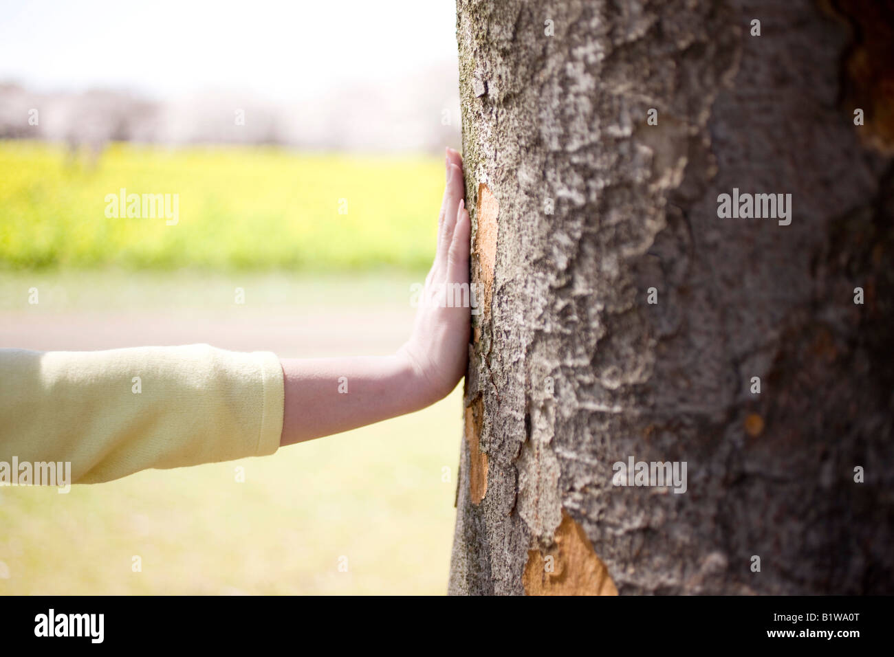 Hand touching the big tree Stock Photo - Alamy