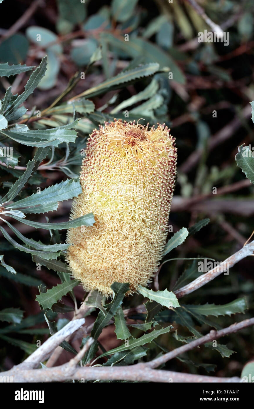 Slender Banksia - Banksia attenuata-Family Proteaceae Stock Photo - Alamy