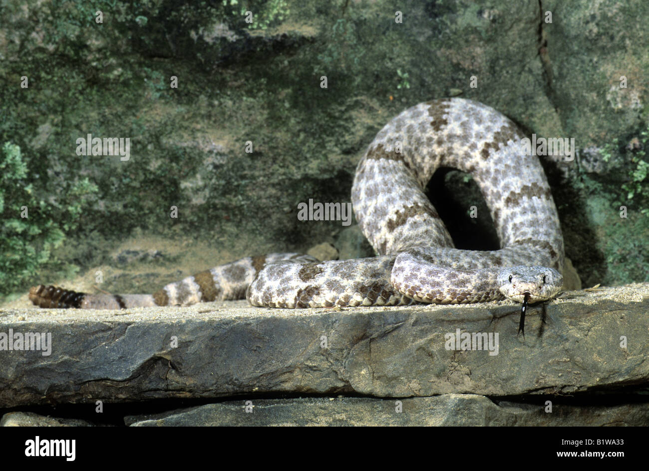 Mottled Rock Rattlesnake (Crotalus lepidus lepidus Stock Photo - Alamy