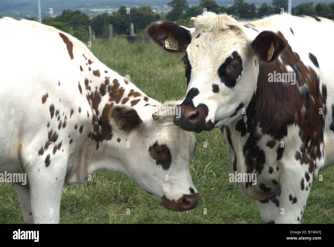 Normande cows grazing Husson, Manche, Normandy, France Stock Photo - Alamy