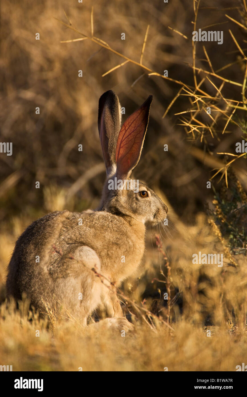 Jackrabbit Anza Borrego Desert State Park California Stock Photo - Alamy