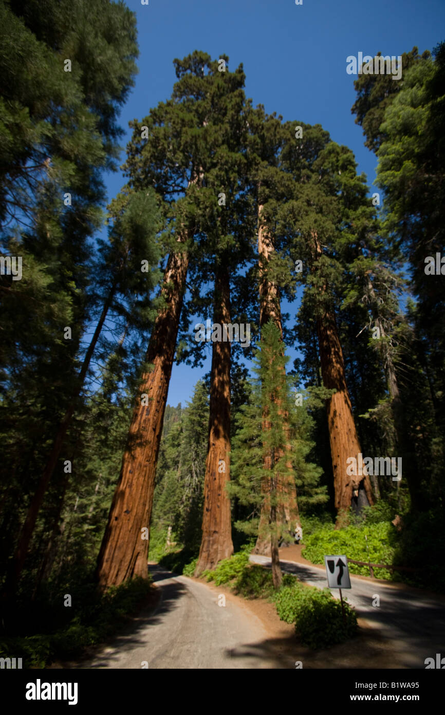 Big trees sequoiadendron giganteum hi-res stock photography and images ...