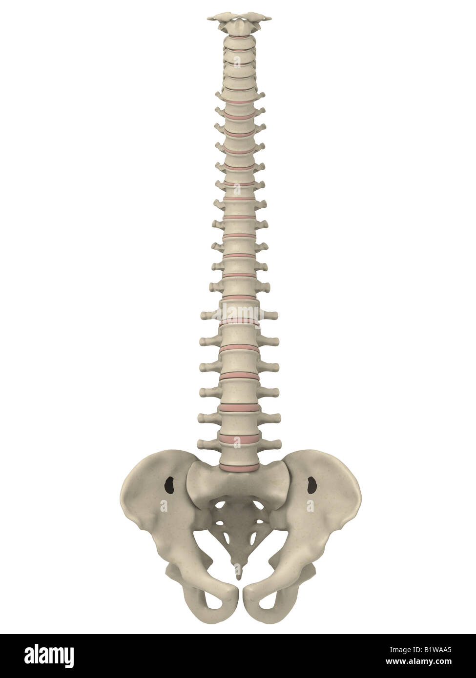 spine and pelvis Stock Photo - Alamy