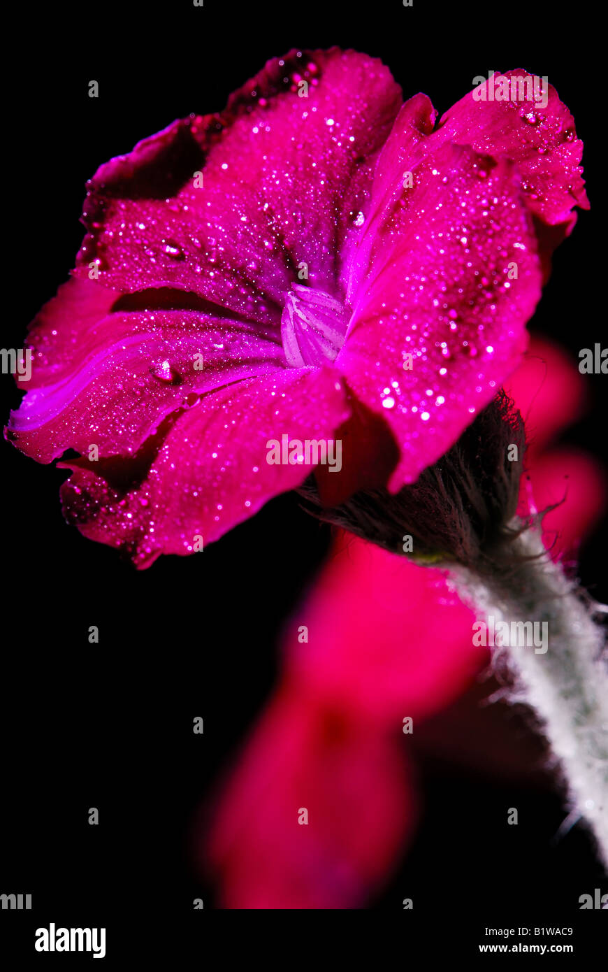 Flower,flower power, energy flowers, art, natural design, fresh boquet ...