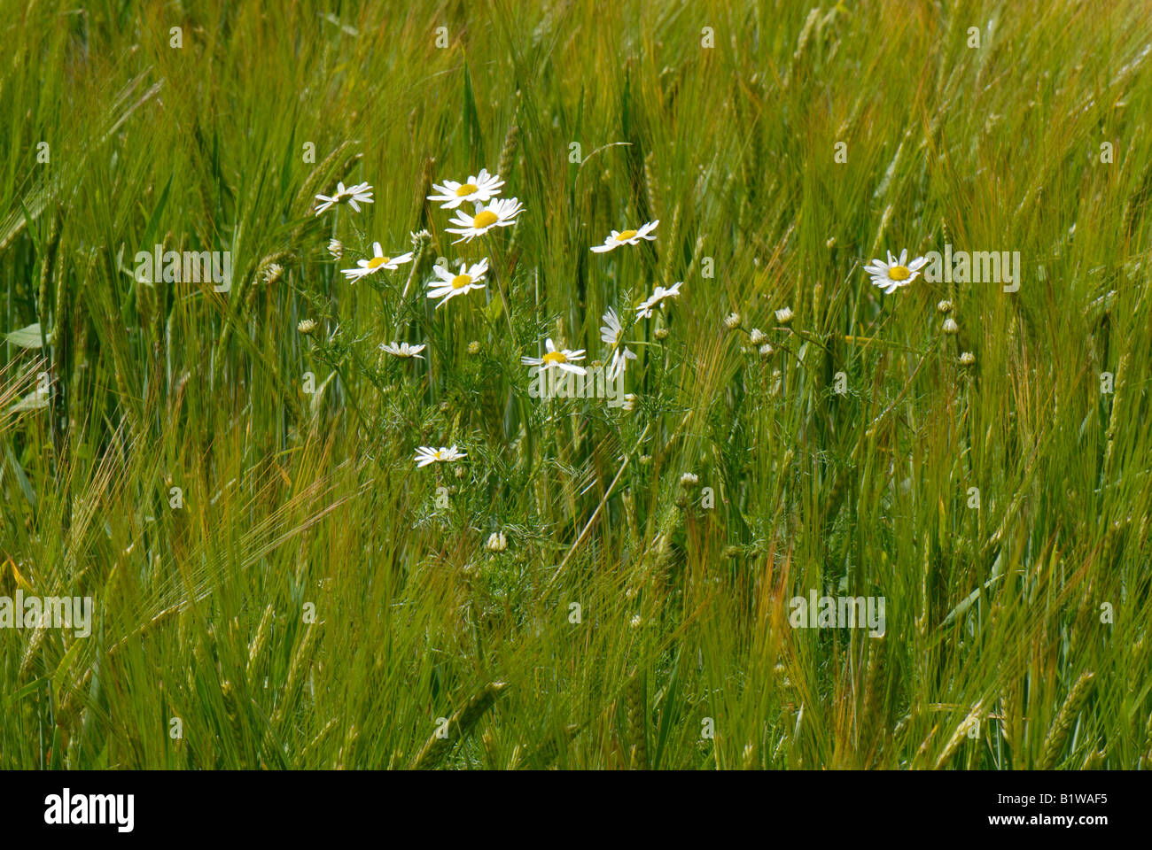 Matricaria perforata hi-res stock photography and images - Alamy