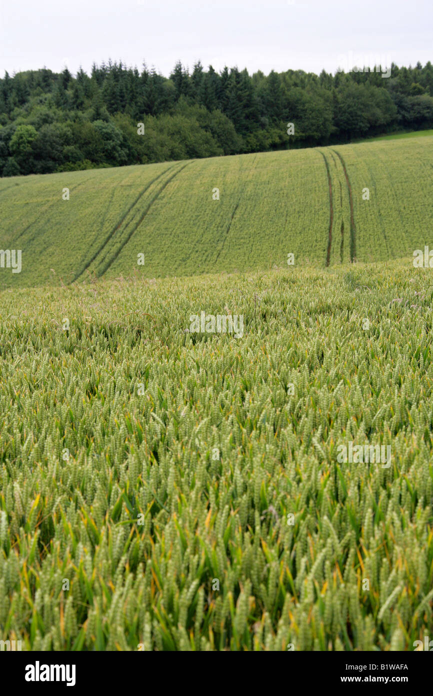Wheat Field on an Undulating Hillside Stock Photo - Alamy
