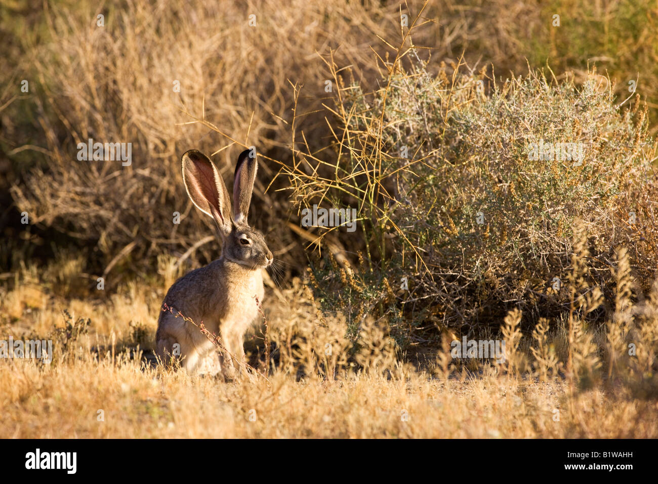 Jackrabbit hi-res stock photography and images - Alamy