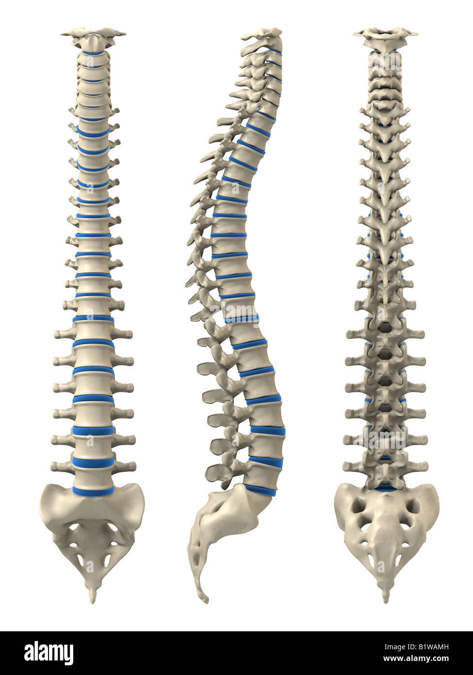 Human spine hi-res stock photography and images - Alamy