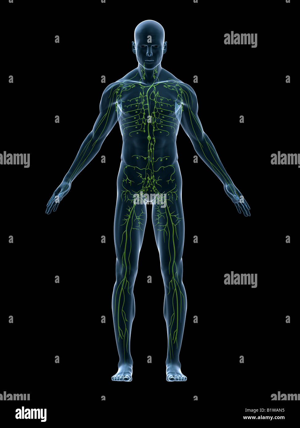 Human Nervous System Diagram High Resolution Stock Photography and ...