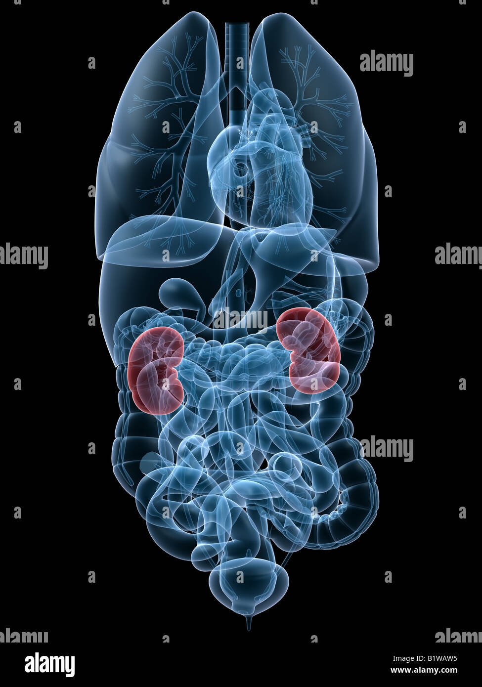 Body ache kidneys pain hi-res stock photography and images - Alamy
