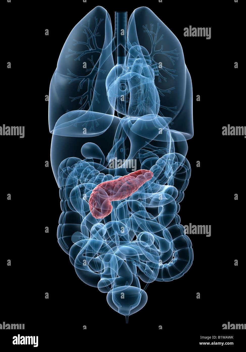 Pancreas and kidney hi-res stock photography and images - Alamy