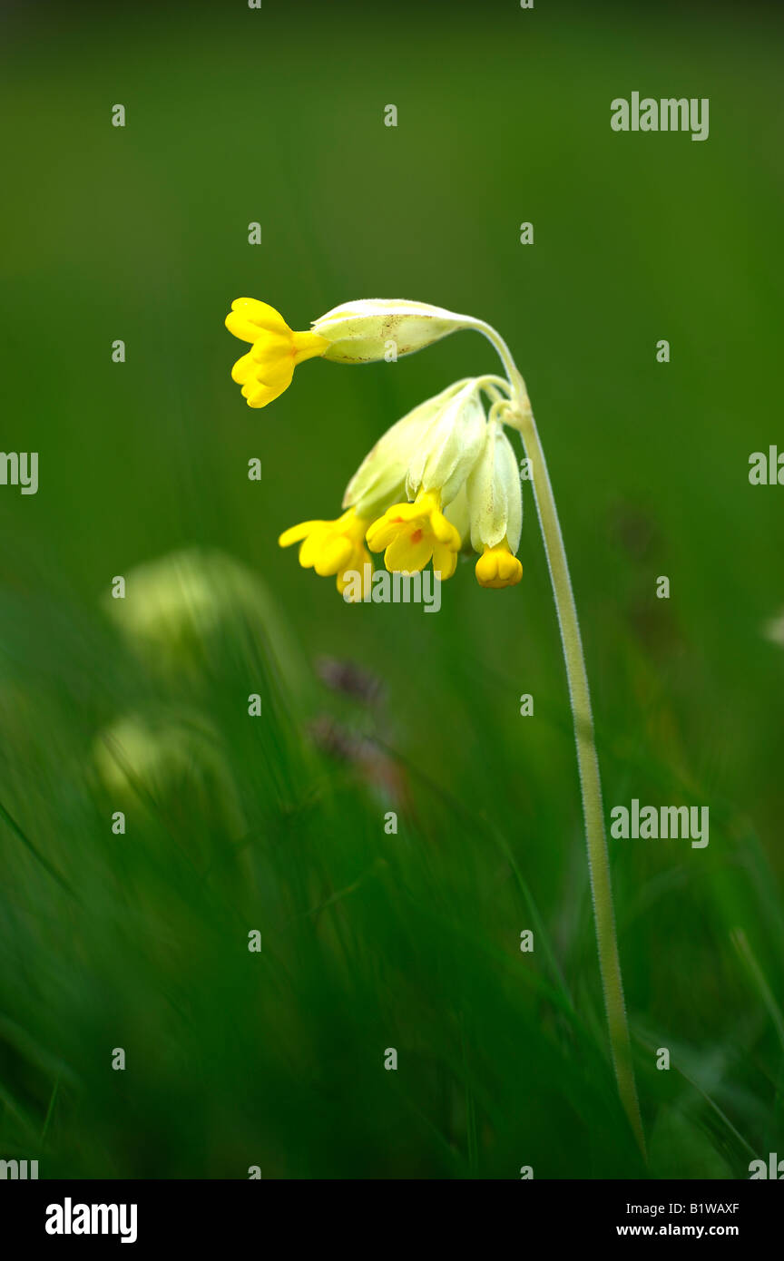 Cowslip a wild flower and member of the Primrose family Stock Photo - Alamy