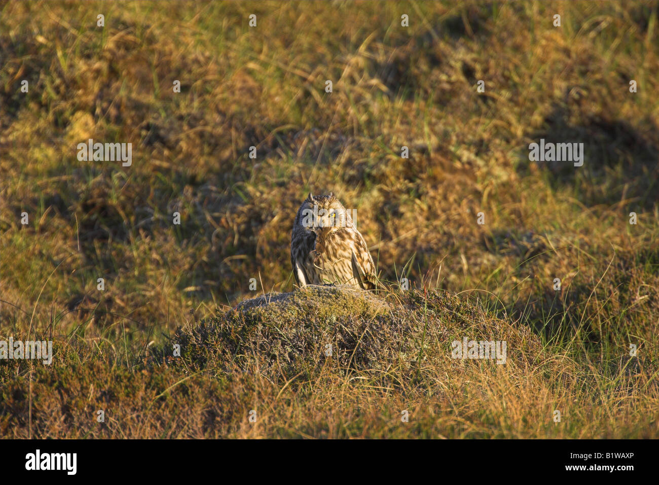 Heather vole hi-res stock photography and images - Alamy
