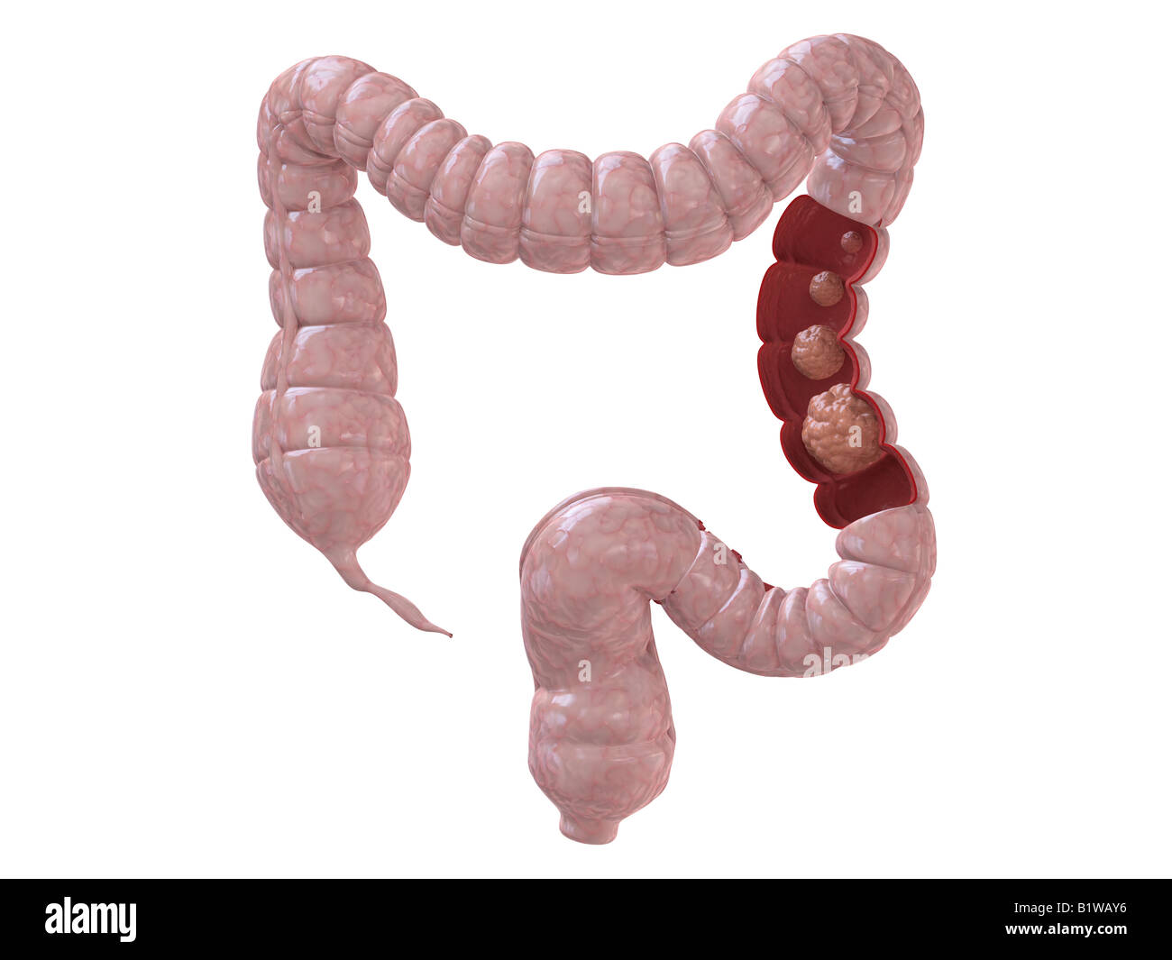 Human colon Cut Out Stock Images & Pictures - Alamy