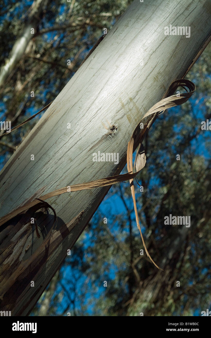 Close up from a knot branch having a silver shine bark rind. In the ...