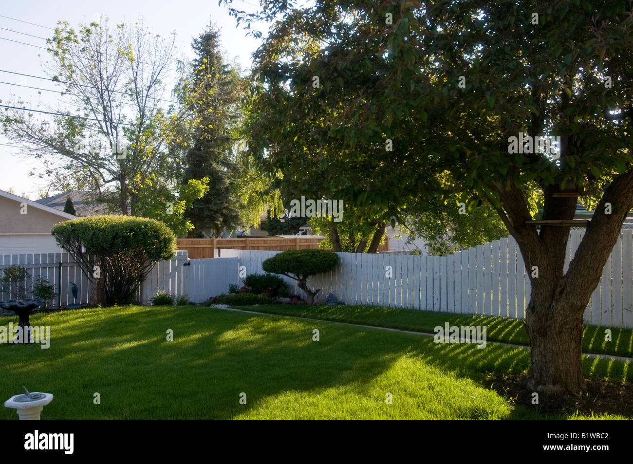Suburban backyard in early morning light during the summertime in ...
