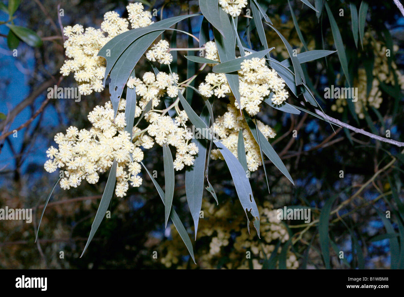 Acacia / Wattle- Acacia leiophylla syn. Acacia retinodes-Family ...