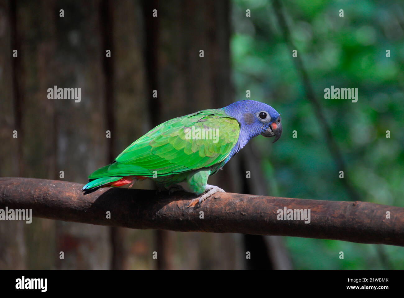 Blue-headed Parrot or Blue-headed Pionus in Tayrona National Park ...