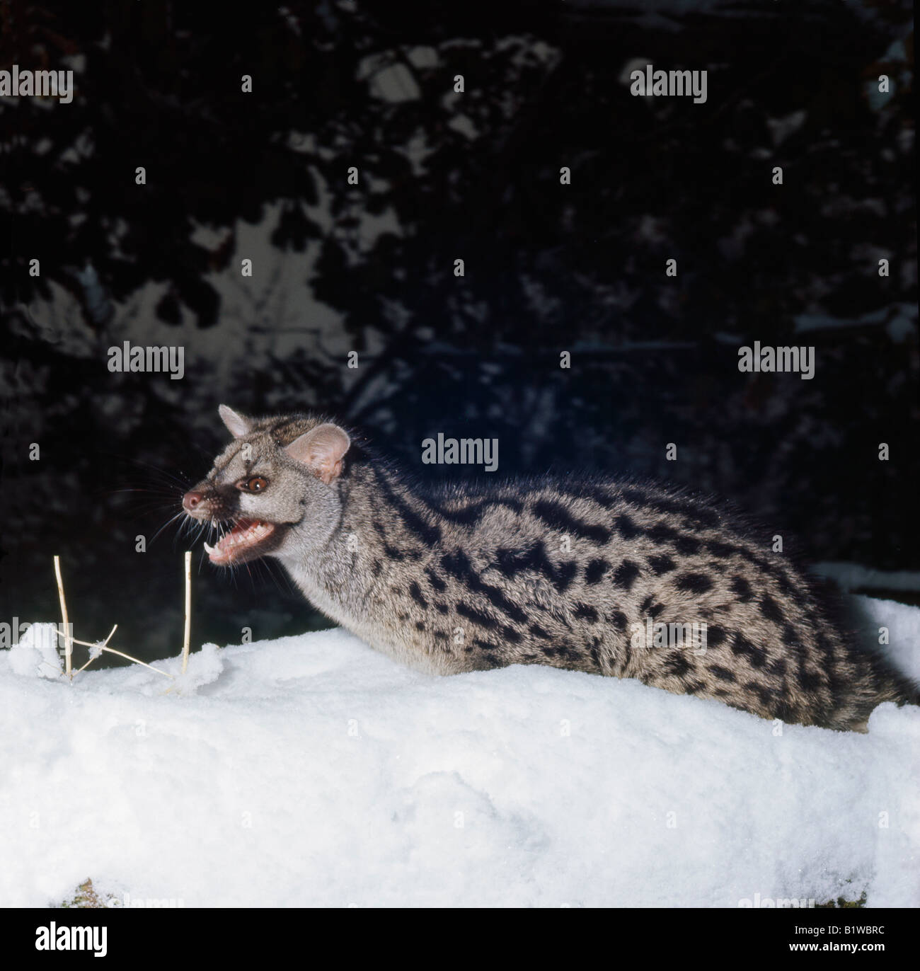 European Genet Genetta genetta Genette dans la neige de nuit Action ...