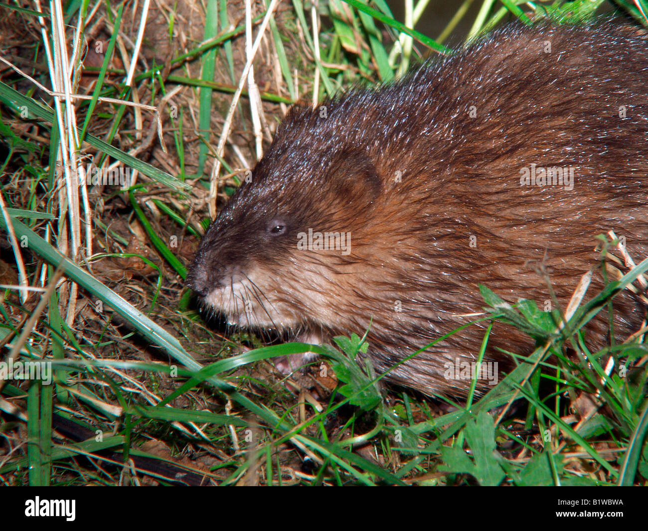 rat musque Bisamratte Muskrat Ondatra zibethica swimming nimals ...