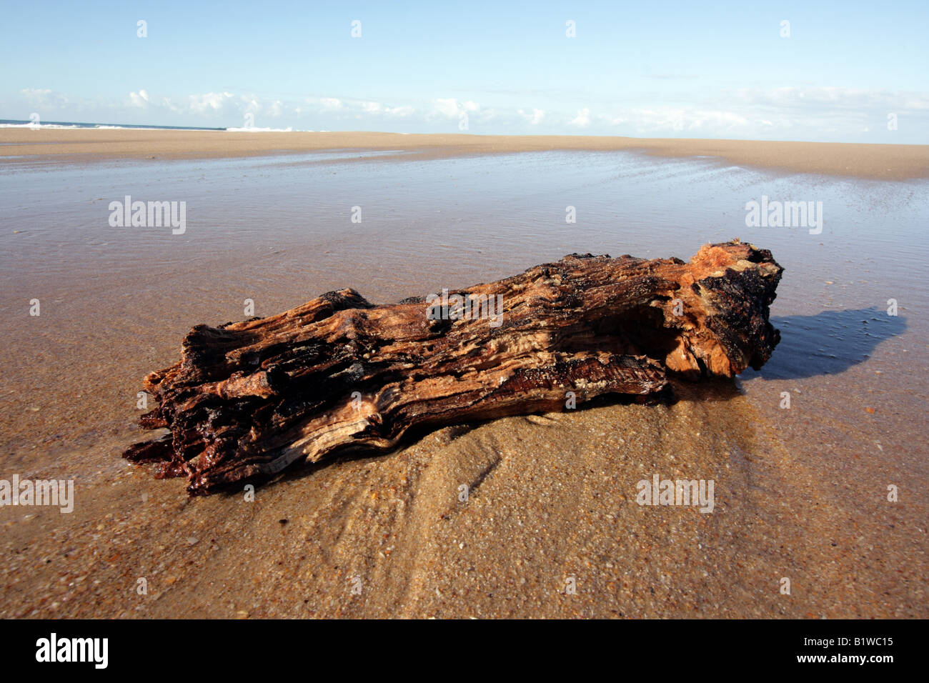 TIMBER LOG WASHED UP ON BEACH WIDE VIEW HORIZONTAL BDB11180 Stock Photo ...
