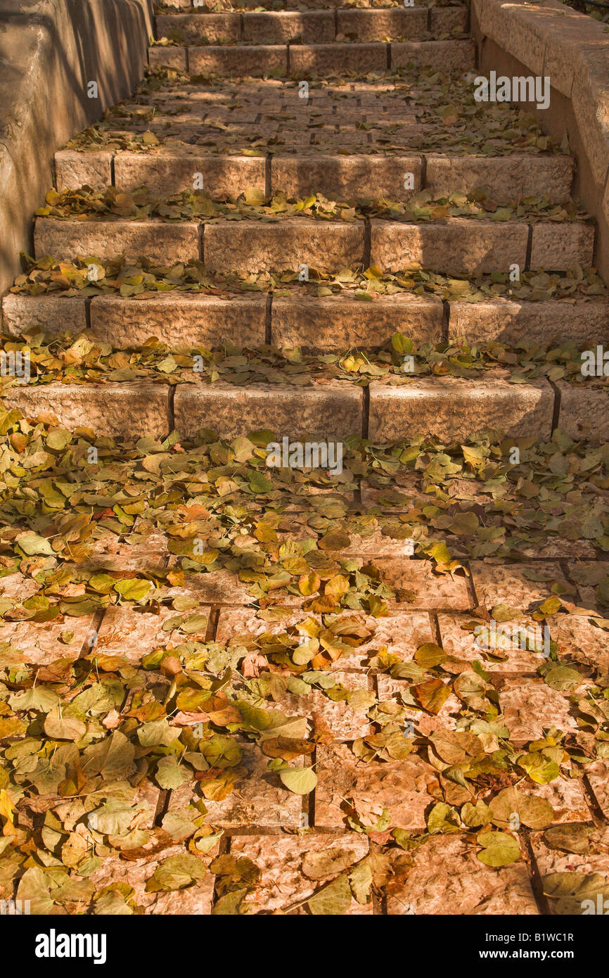 Stone steps covered by autumn leaves Stock Photo - Alamy