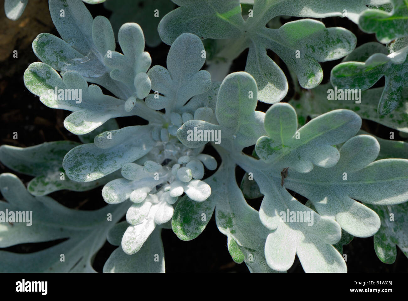 Artemisia stellariana hi-res stock photography and images - Alamy