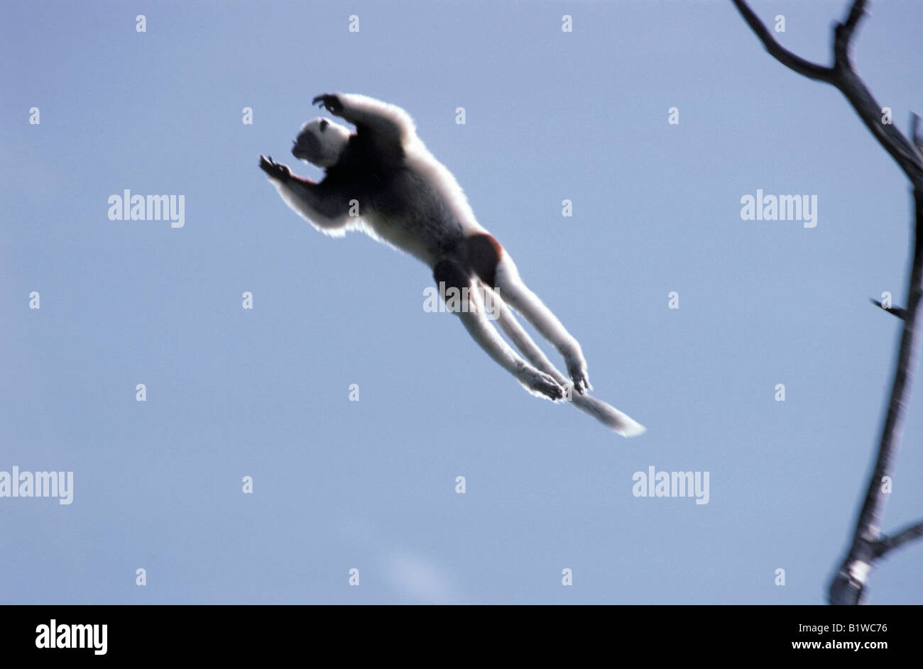 propitheque de coquerel propithecus verreauxi coquereli central ...