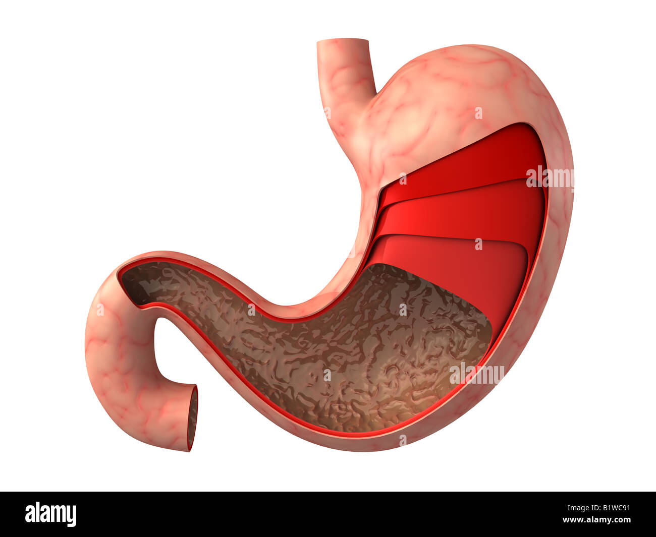 Stomach mucosa hi-res stock photography and images - Alamy