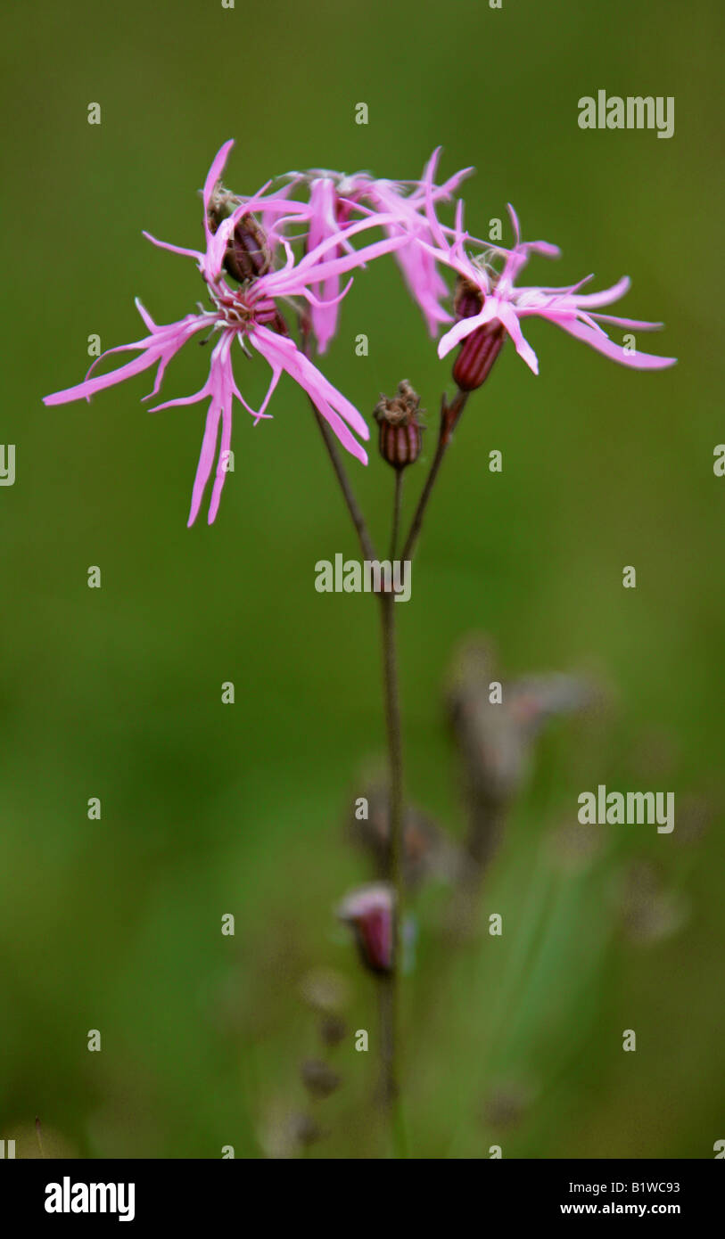 Ragged Robin, Lychnis flos-cuculi, Caryophyllaceae Stock Photo - Alamy