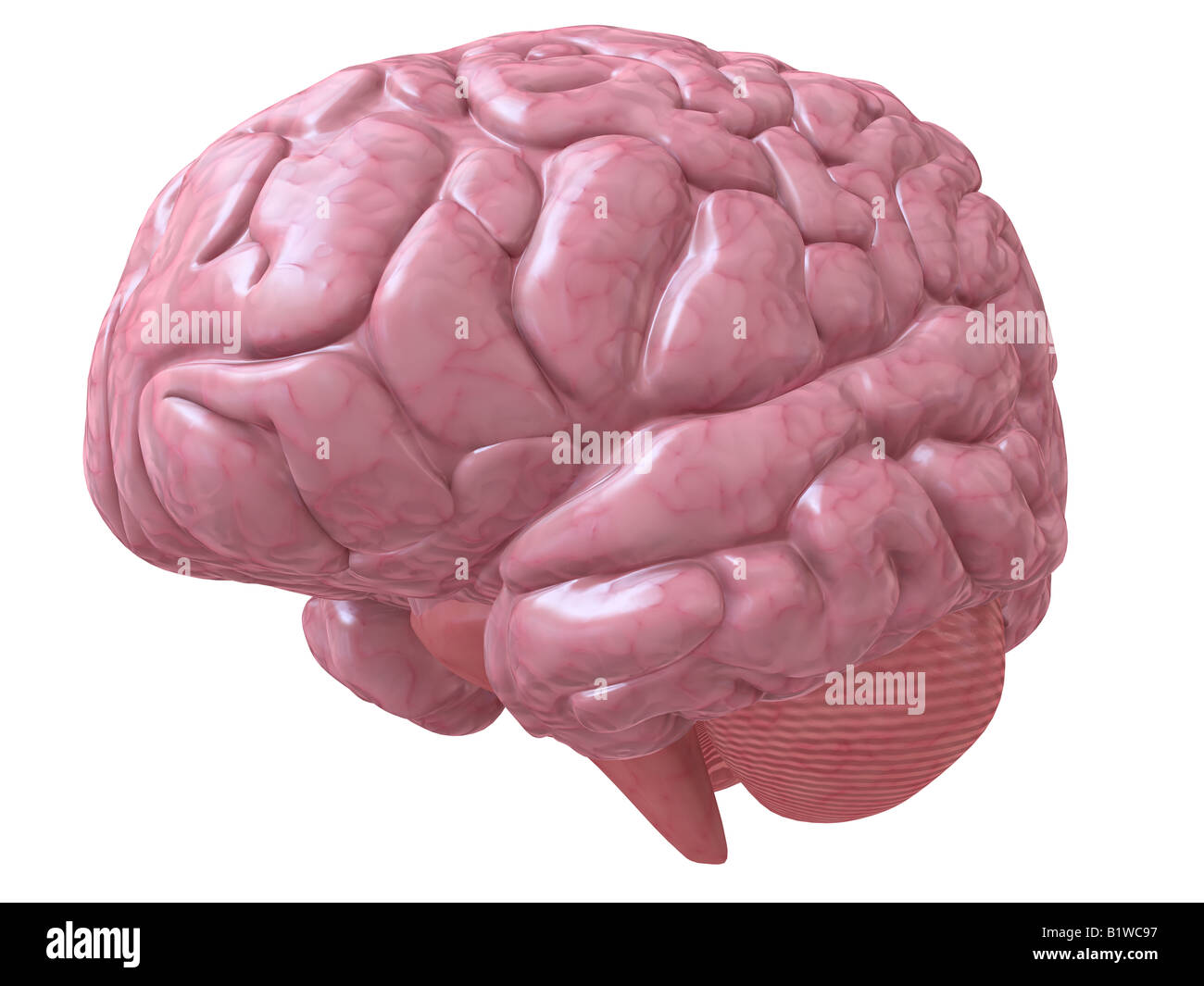 Human brain skull illustration hi-res stock photography and images - Alamy