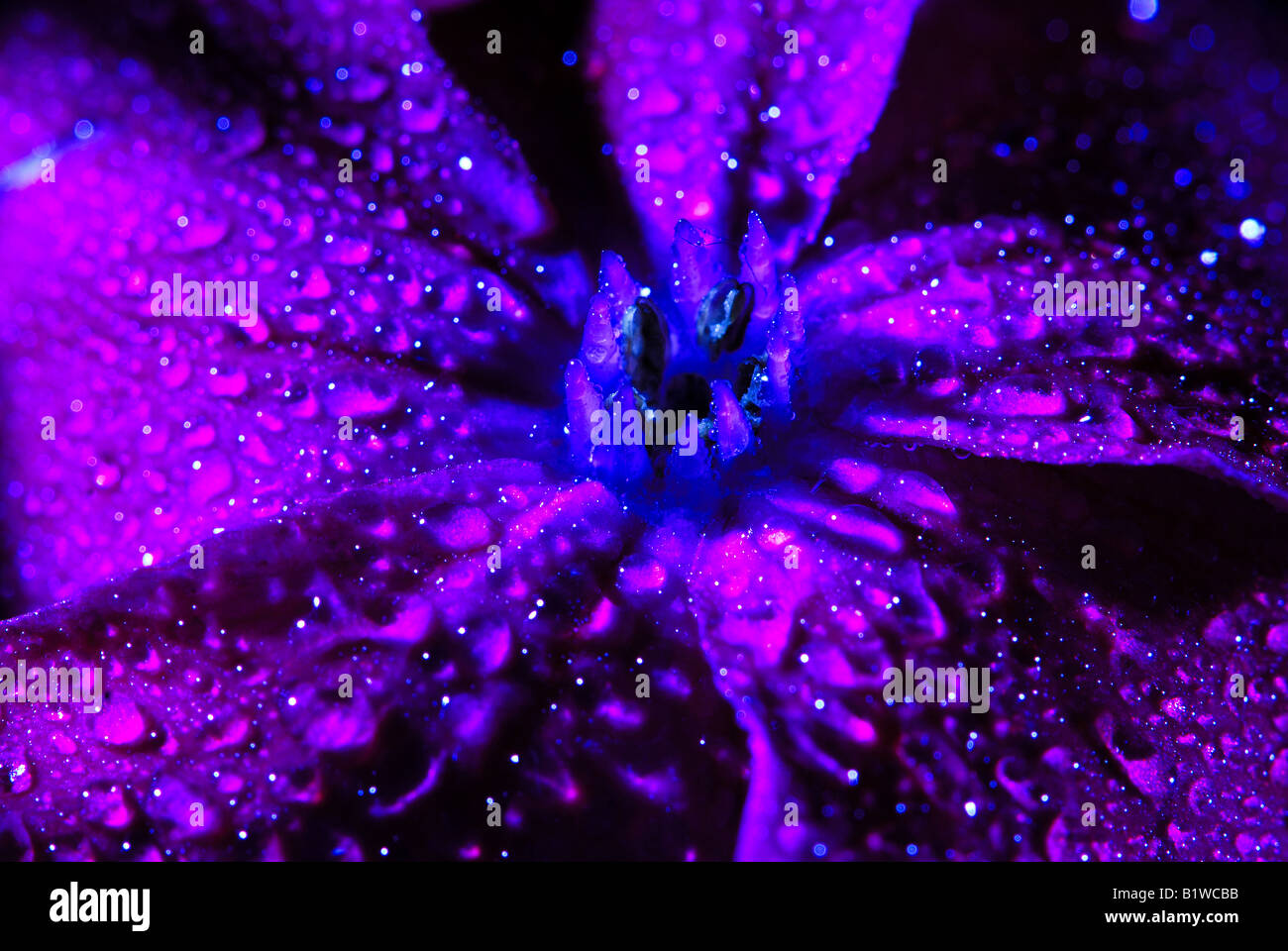 Flower,flower power, energy flowers,love for gardening,garden ...