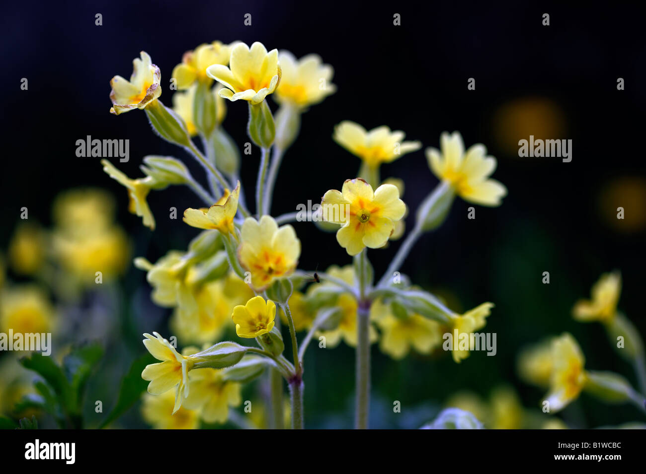 Oxlip Flower High Resolution Stock Photography and Images - Alamy