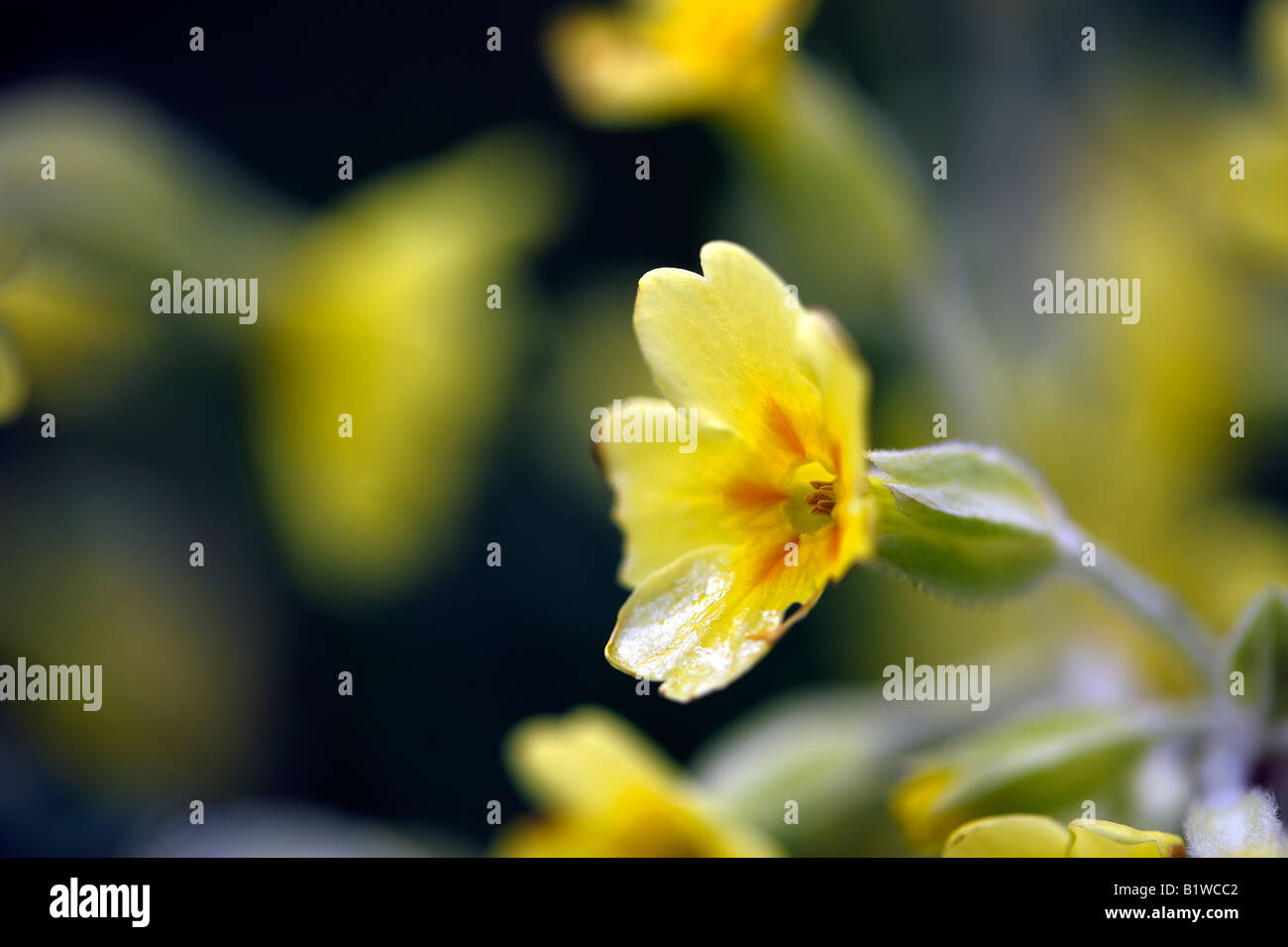 Oxlip wild spring flower in Hope Bagot Shropshire Stock Photo - Alamy