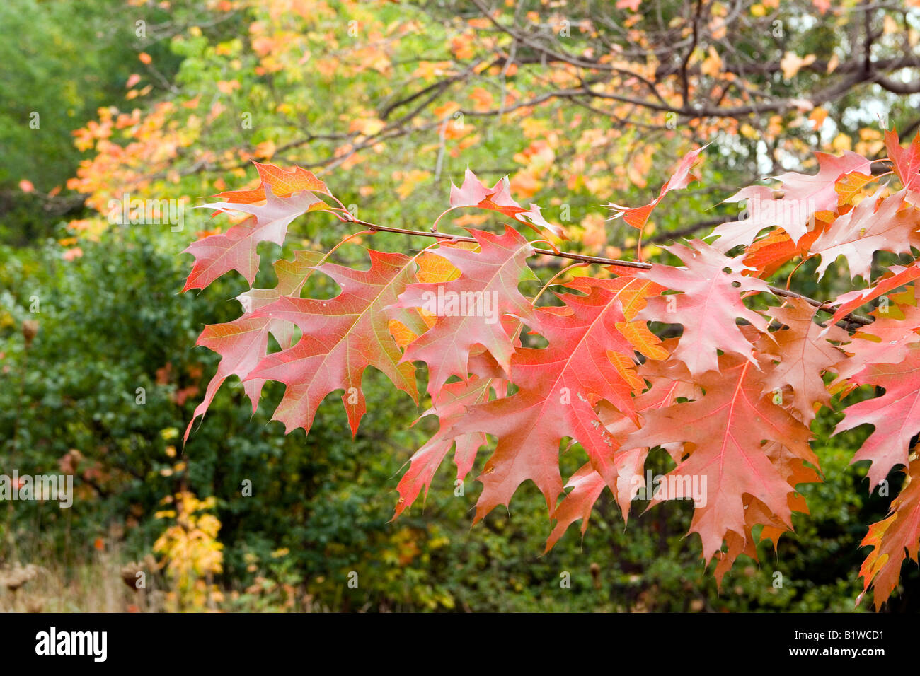 Green leaves on oak branch hi-res stock photography and images - Alamy