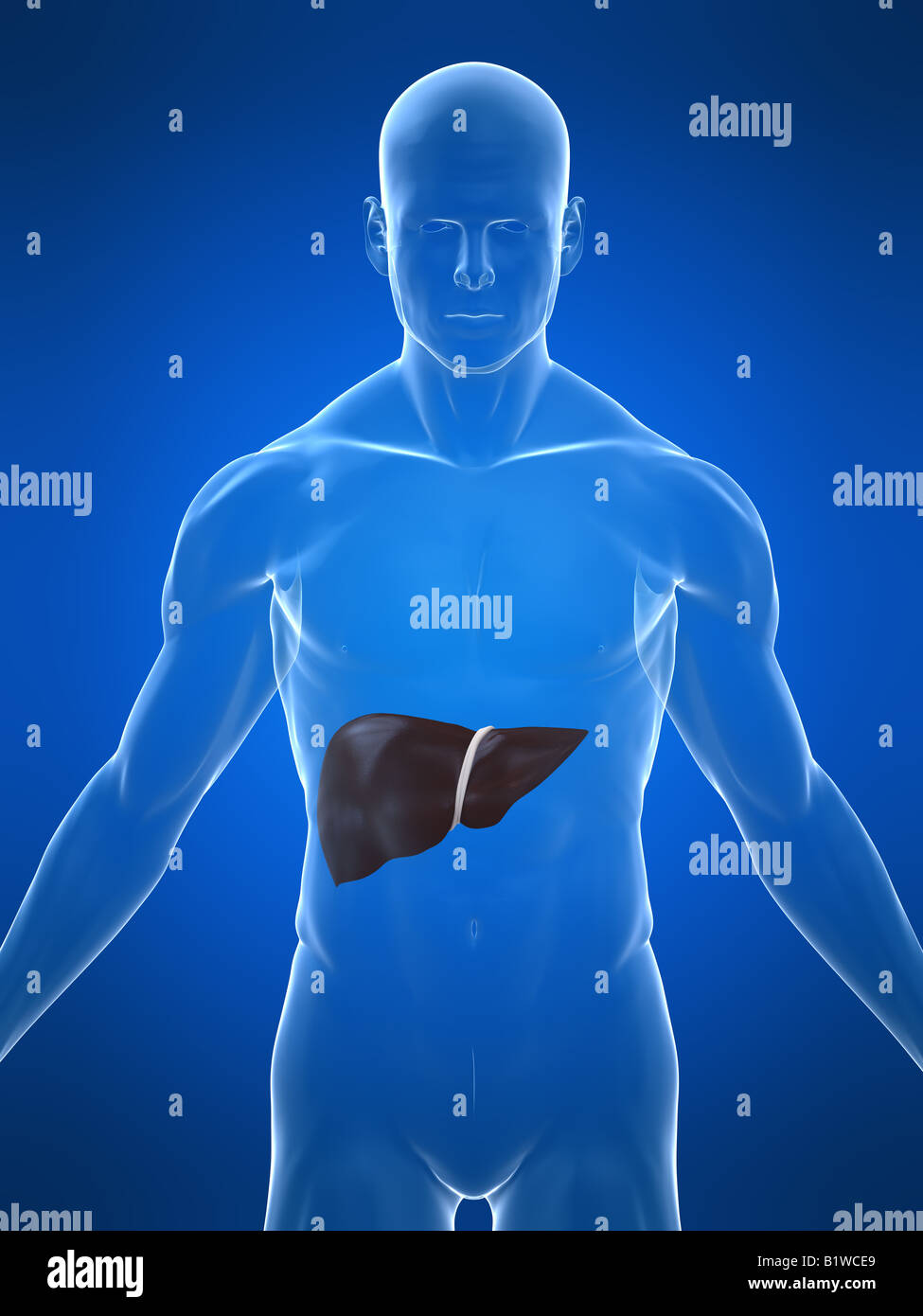 Liver design hi-res stock photography and images - Alamy