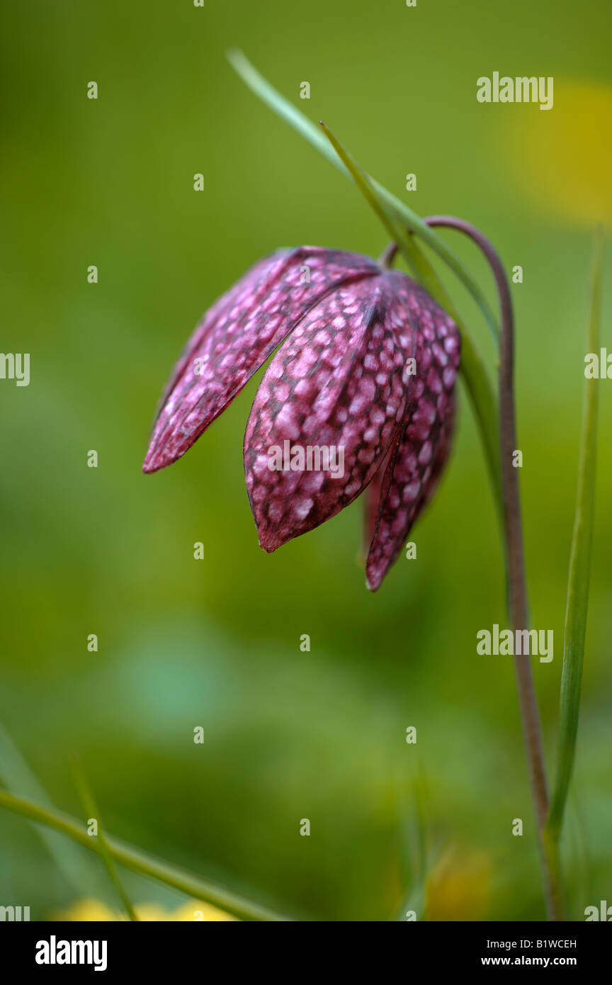 Snakes head fritilliary flower Stock Photo - Alamy