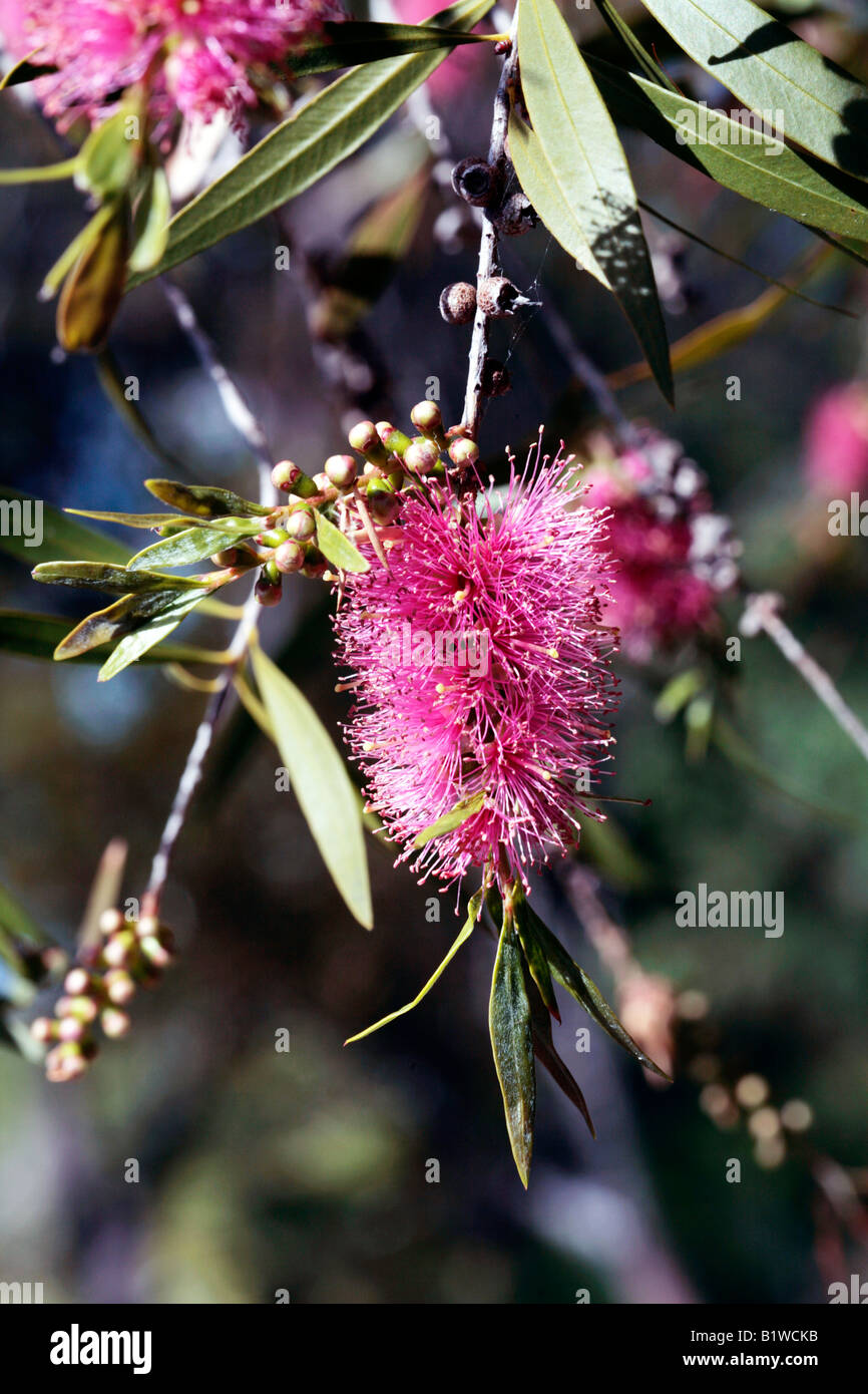 Callistemon Salignus