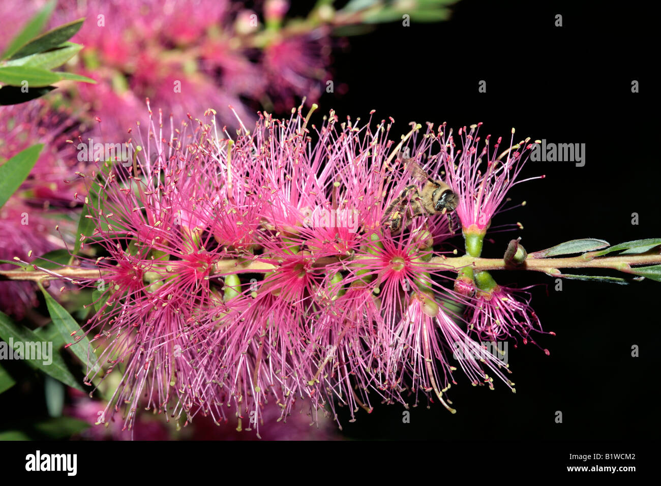 "Taree Pink" Bottlebrush and Honey Bee-Callistemon sublatus and Apis ...