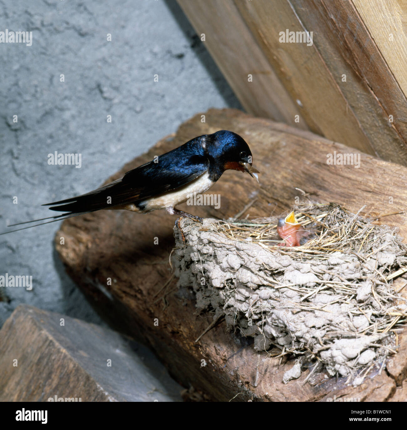 hirondelle rustique Barn Swallow Hirundo rustica feeding chicks in nest ...