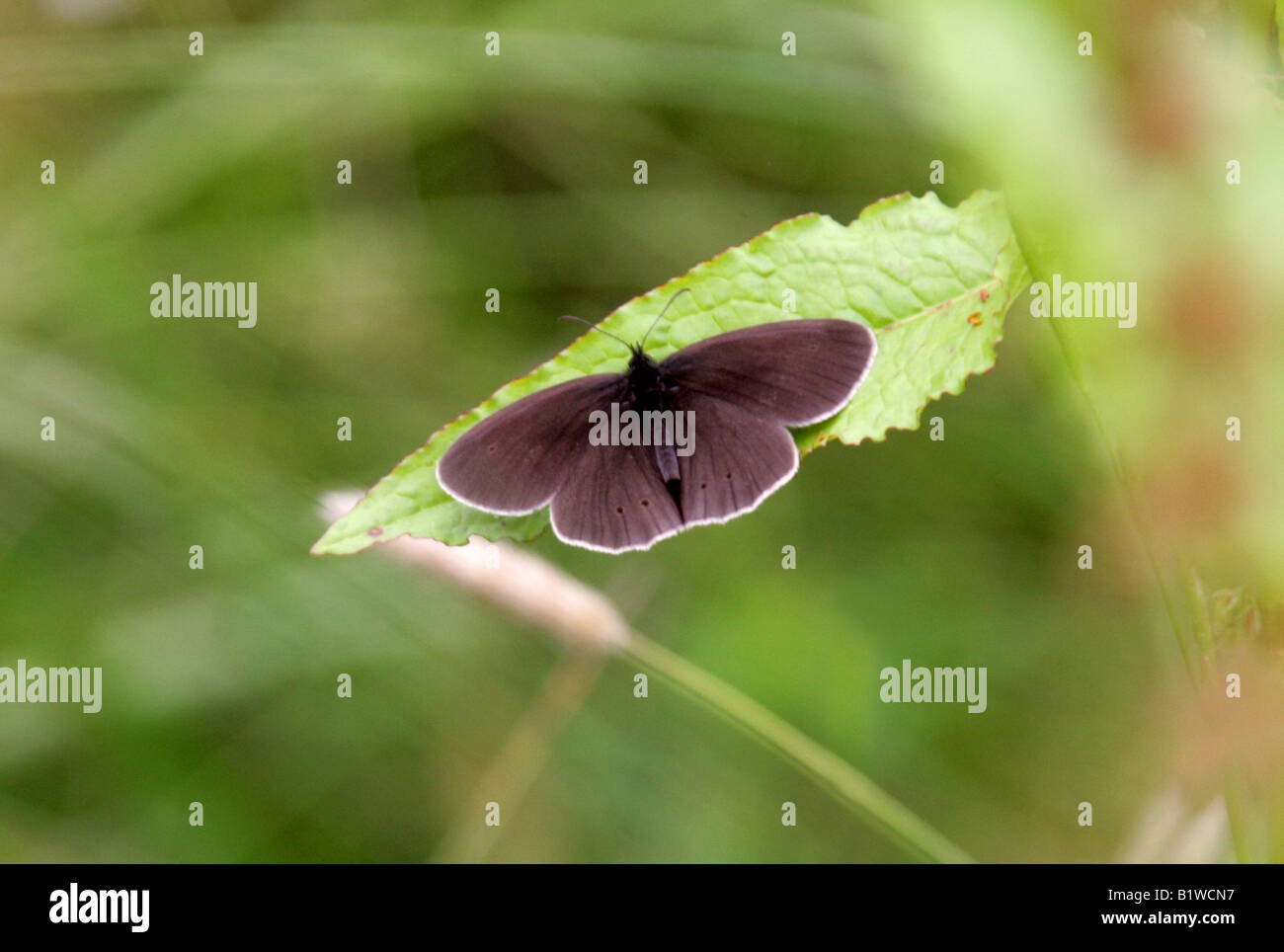 Ringlet Butterfly, Aphantopus hyperantus, (Satyridae), Nymphalidae ...