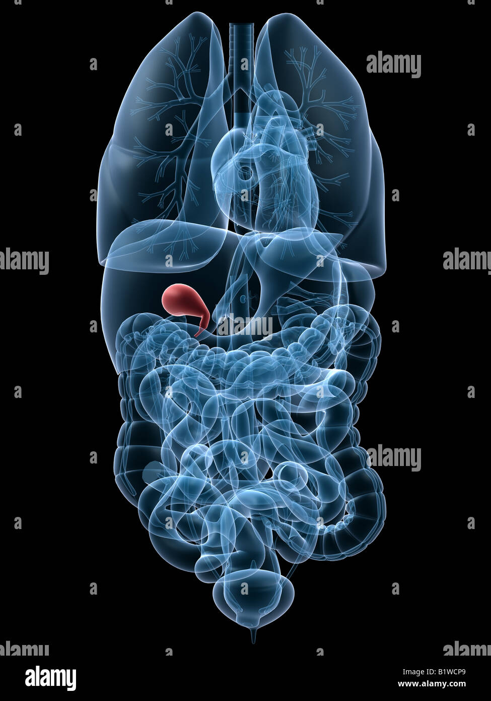 highlighted gall bladder Stock Photo - Alamy