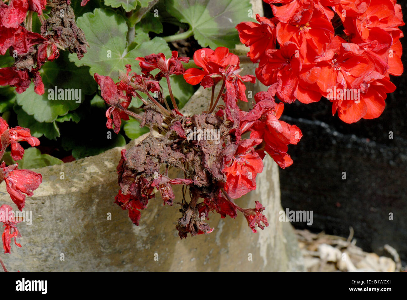 Grey mould or flower blight Botrytis cinerea damage to flowers of a ...