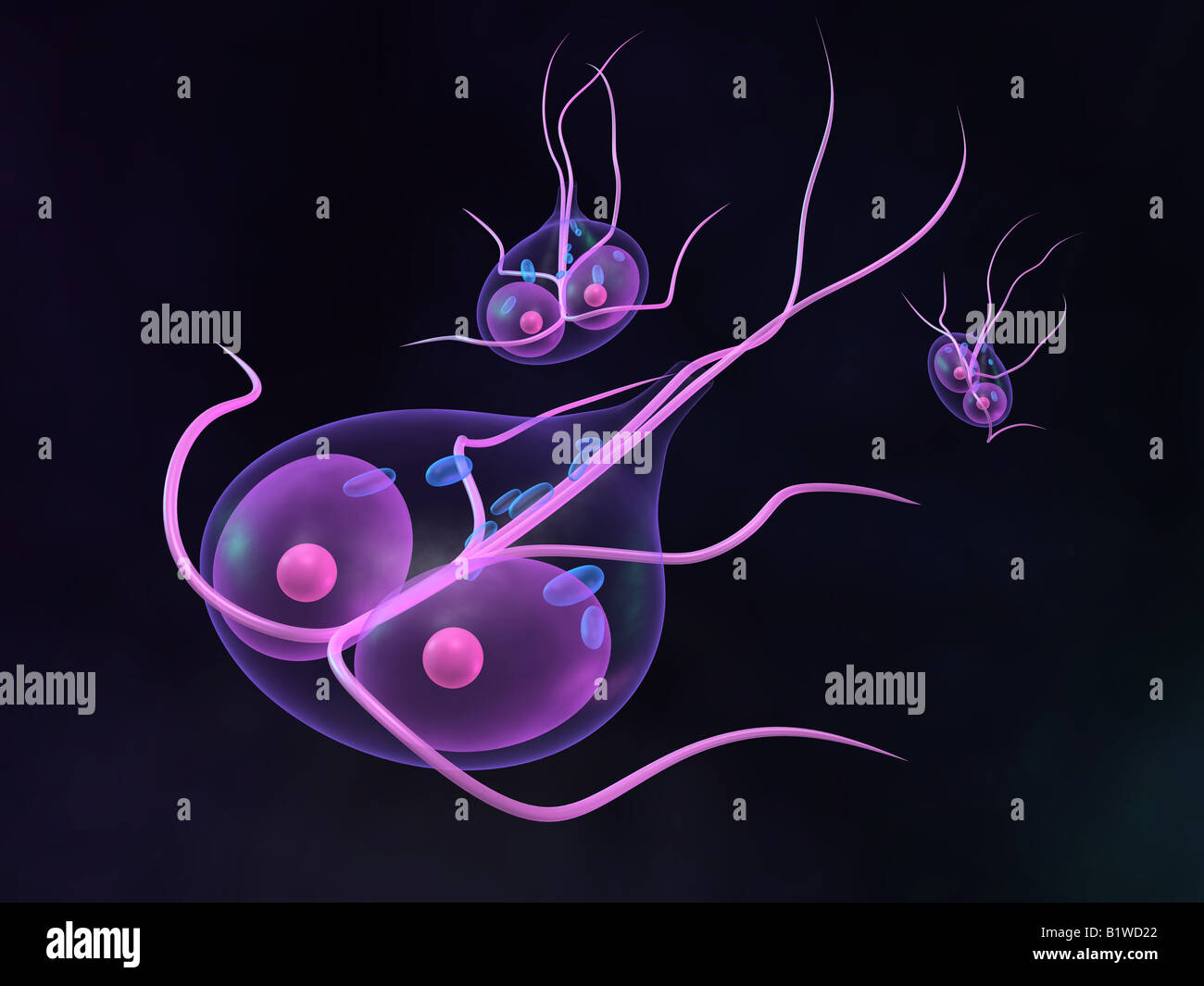 Giardia duodenalis hi-res stock photography and images - Alamy