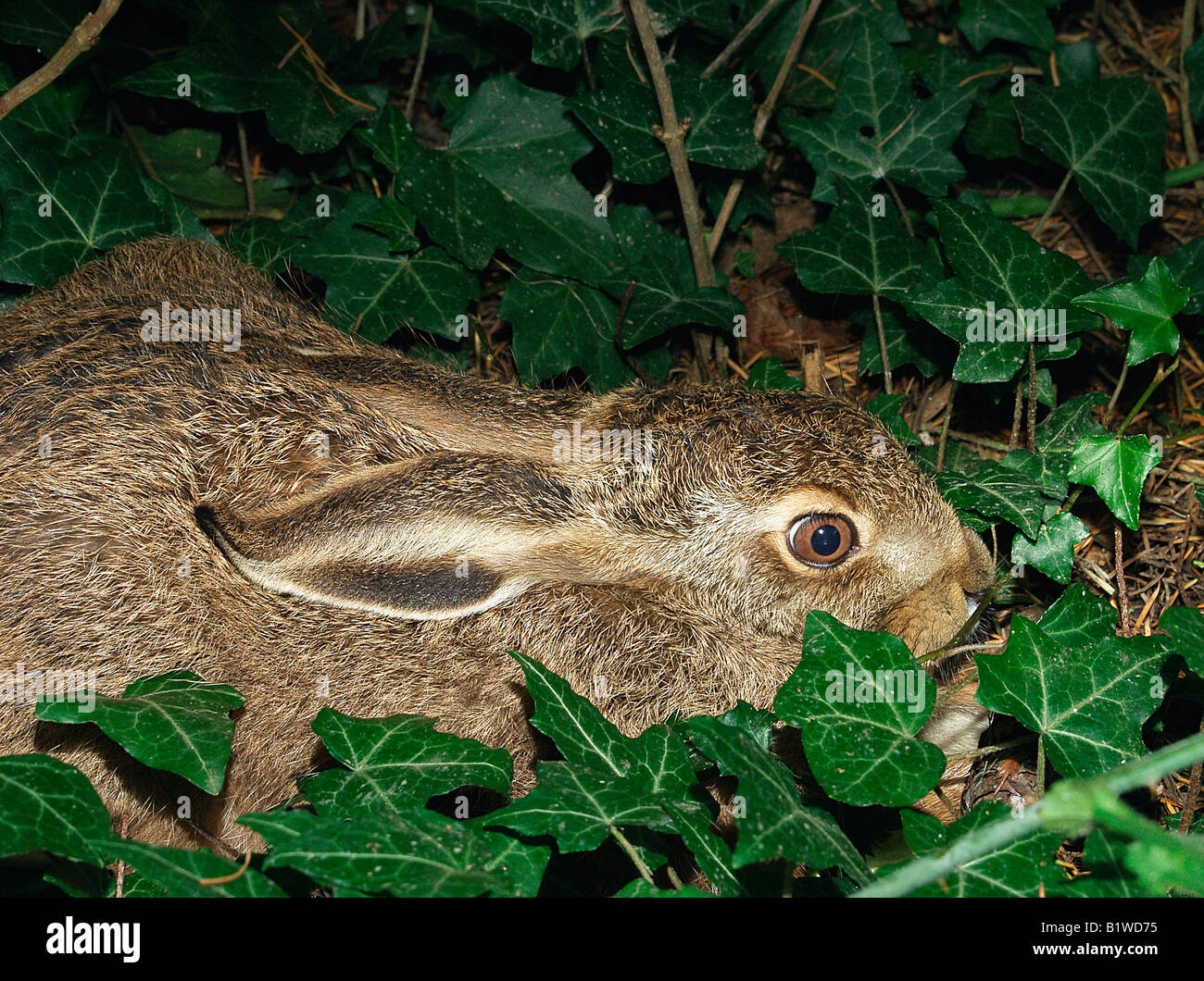 lievre commun European Hare Lepus europaeus leveret animals Europa ...