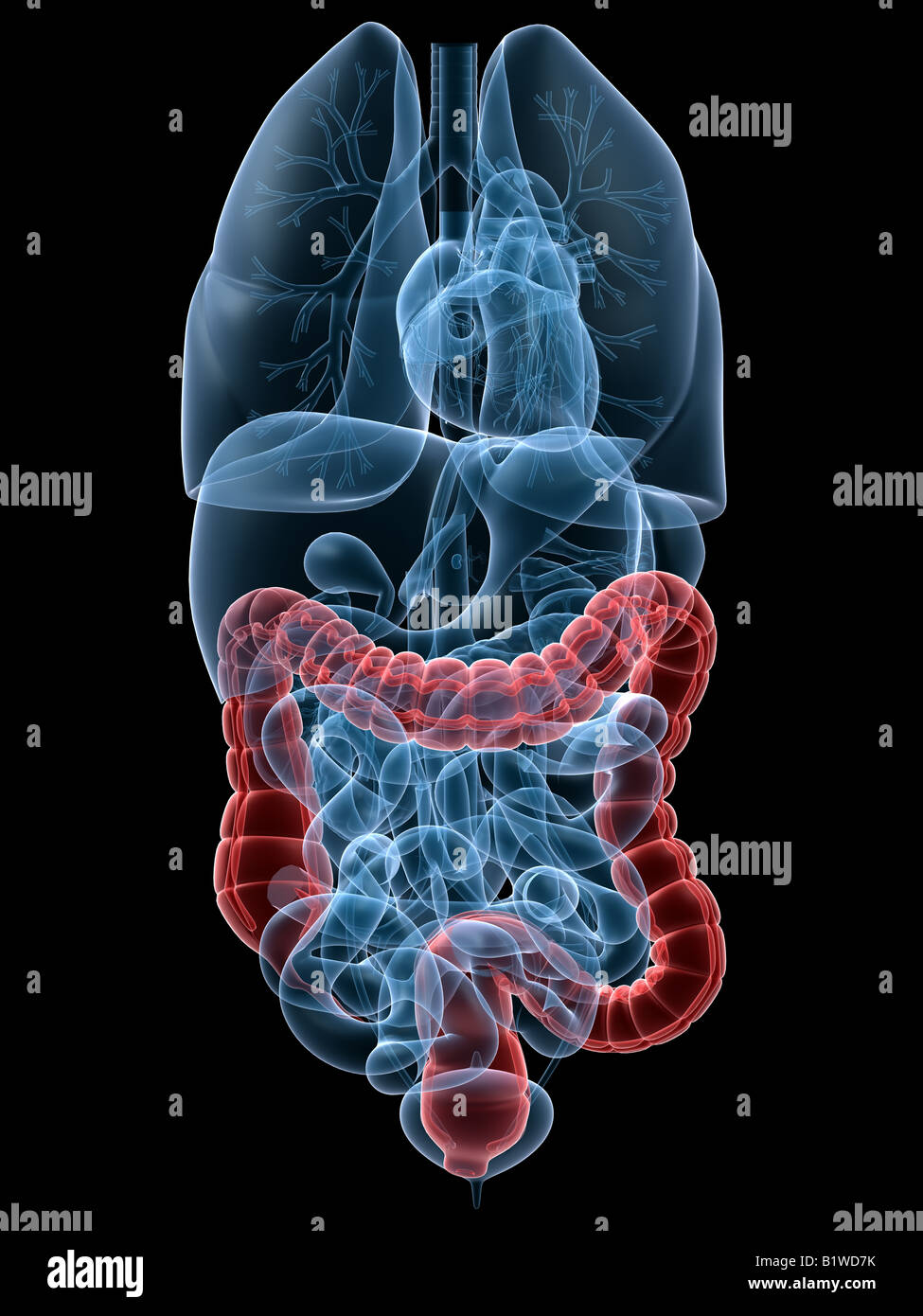 Healthy colon hi-res stock photography and images - Alamy