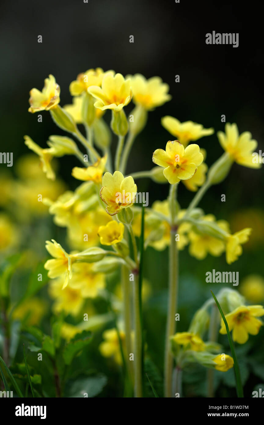 Oxlip wild spring flower in Hope Bagot Shropshire Stock Photo - Alamy