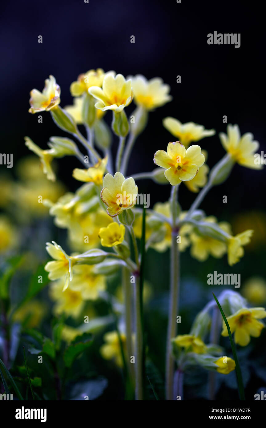 Cowslip wild spring flower in Hope Bagot Shropshire Stock Photo - Alamy